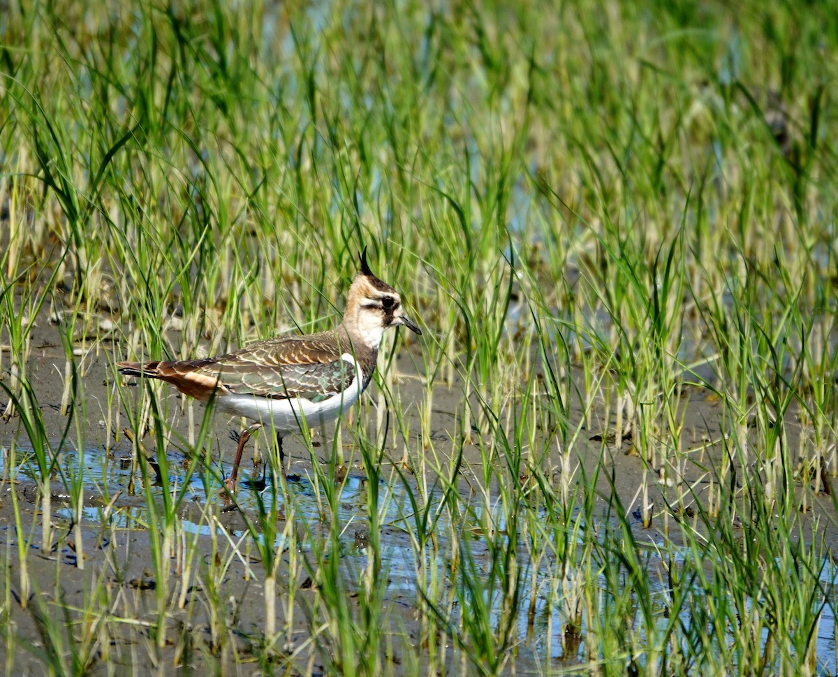 eBird Checklist - 18 Nov 2023 - 福興鄉, TW (24.037, 120.393) - 6 species