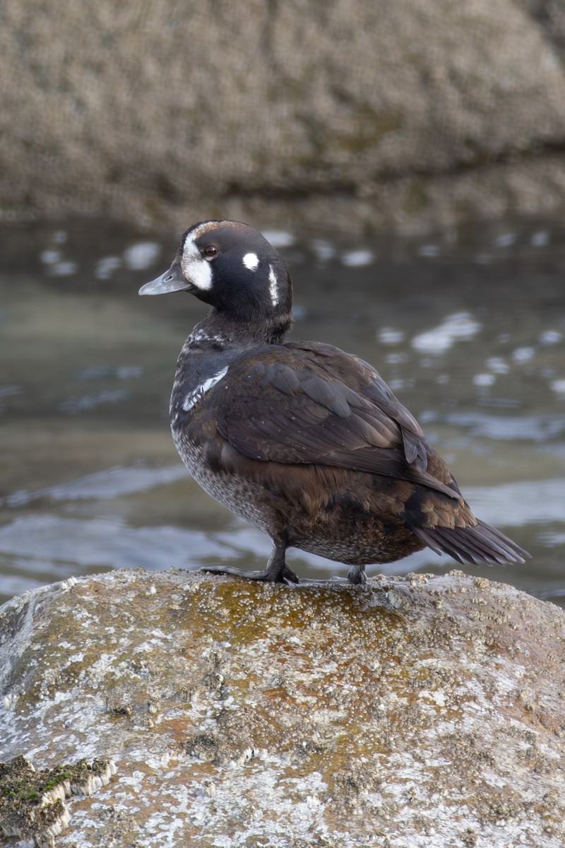 eBird Checklist - 10 Dec 2023 - Humboldt Bay--North Spit jetty - 13 species