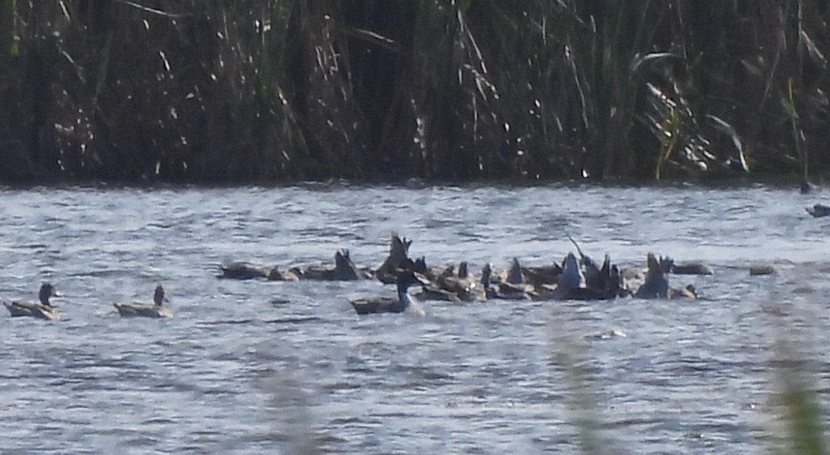 eBird Checklist - 10 Dec 2023 - STA-1W - 34 species