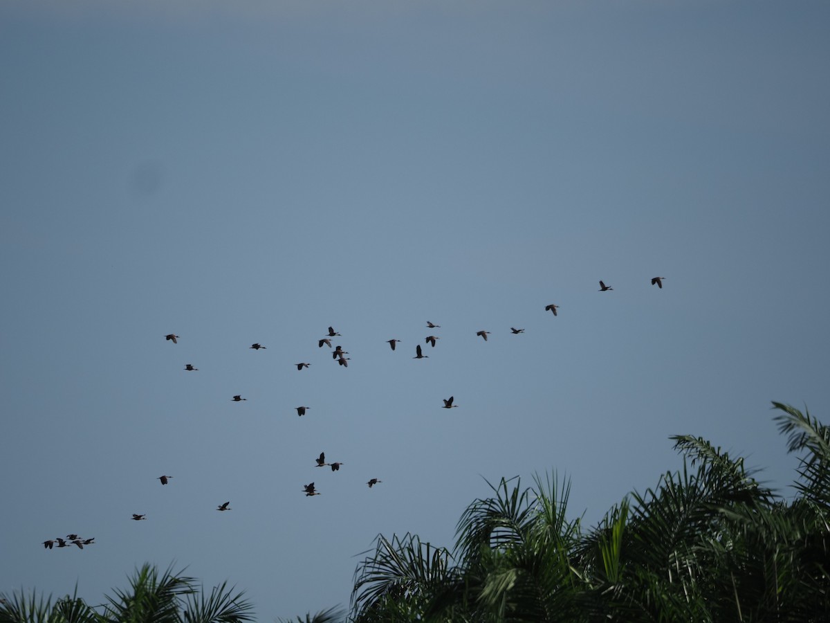 eBird Checklist - 10 Dec 2023 - Chui Chak, Perak - 51 species (+2 other ...