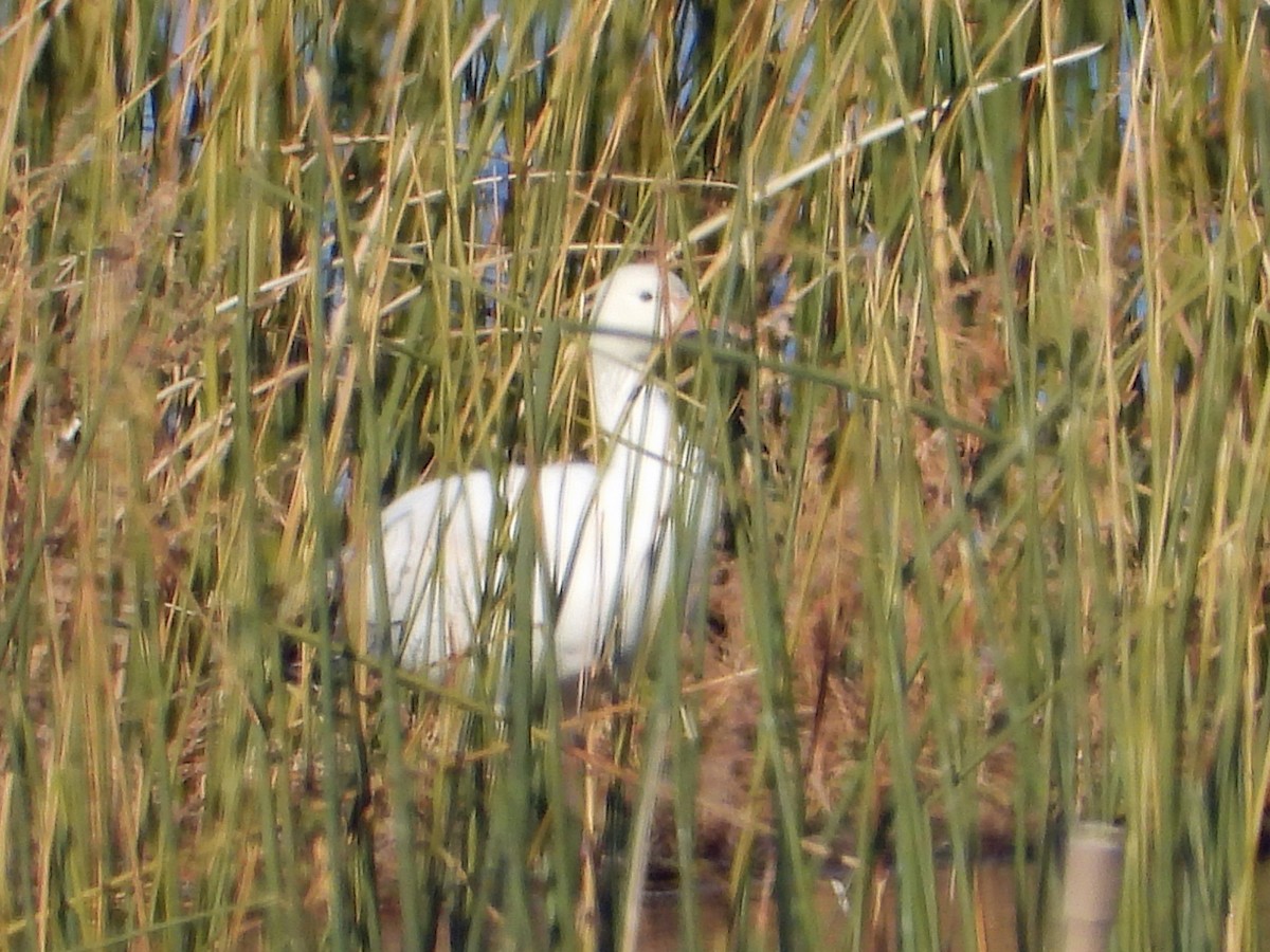 eBird Checklist - 2 Dec 2023 - Piute Ponds (permit required) - 49 ...