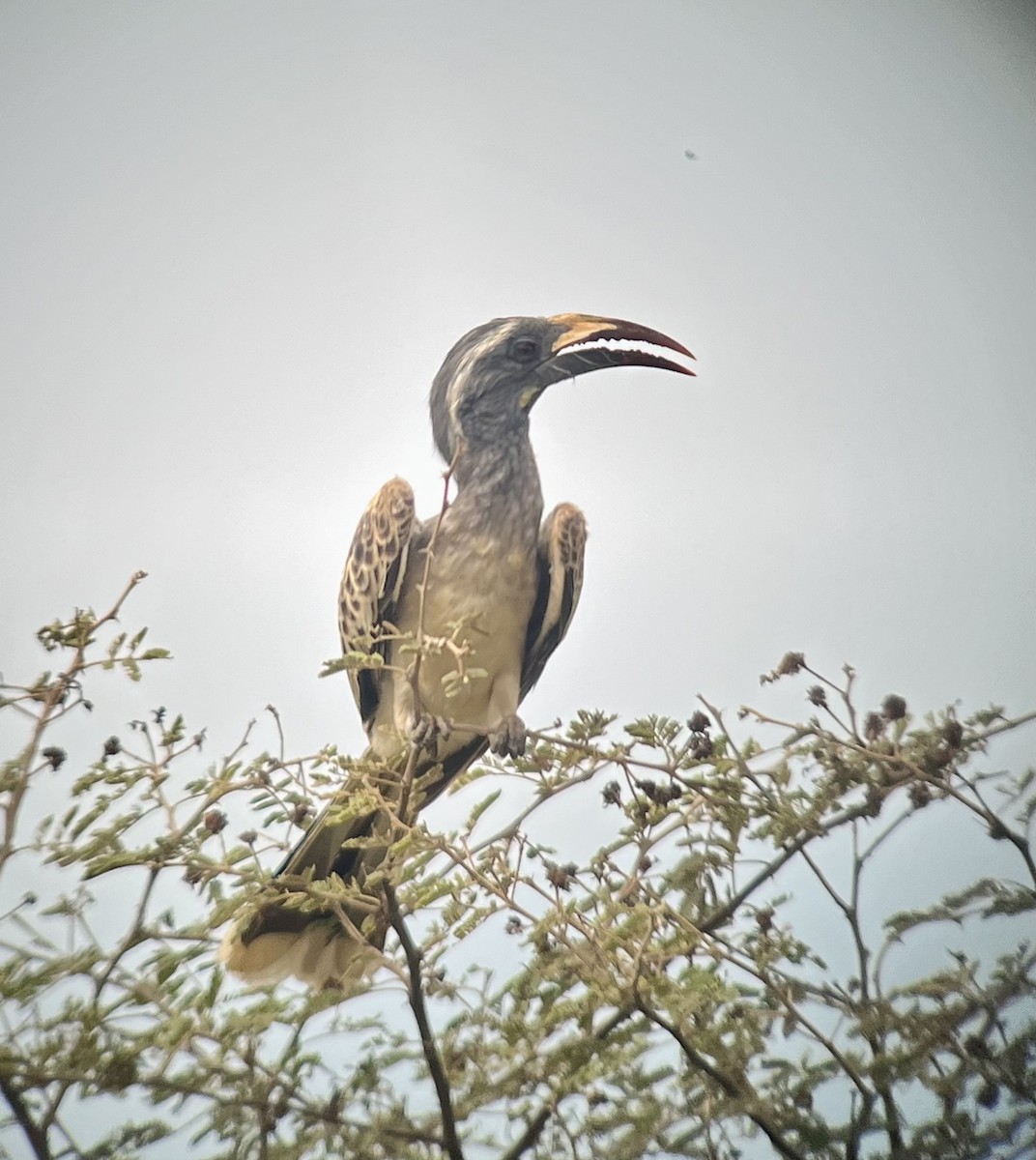 eBird Checklist - 7 Dec 2023 - RN de Popenguine - 72 species (+5 other ...