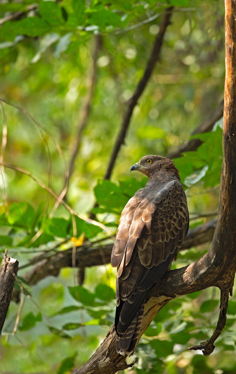 eBird India Checklist - 9 Dec 2023 - NDA Nursery - 4 species