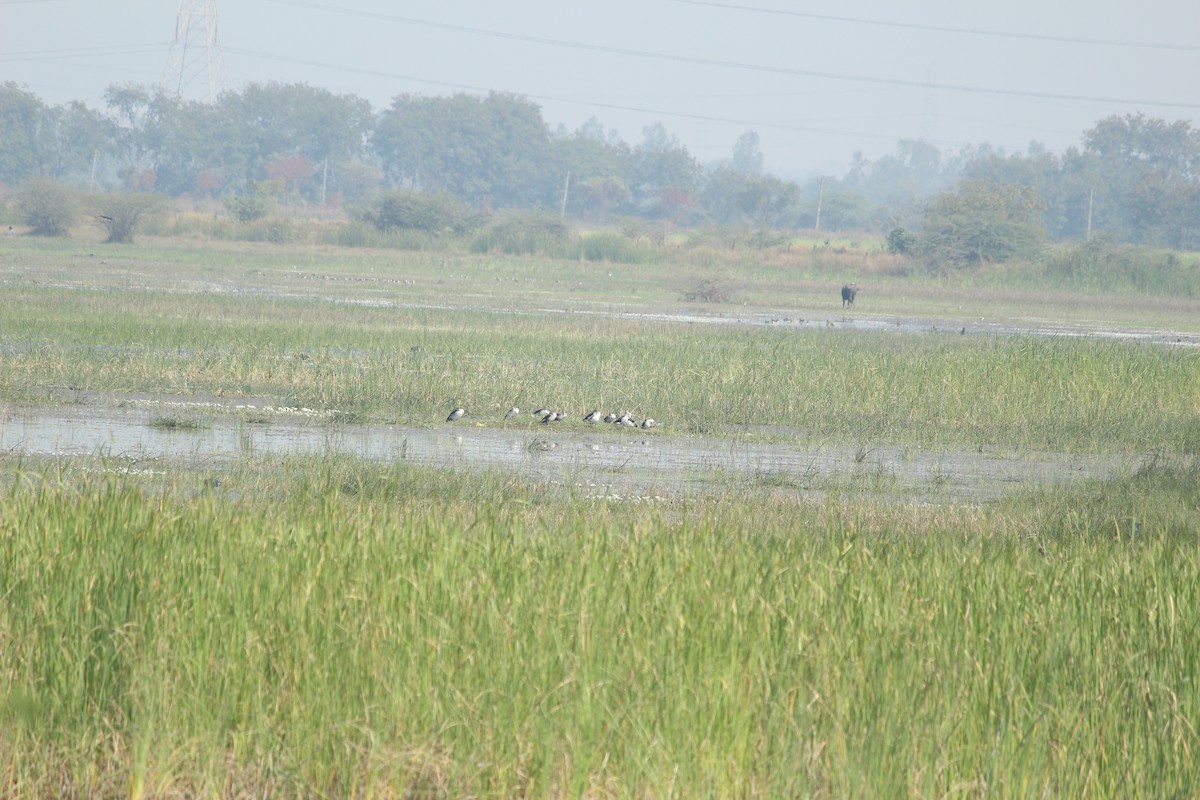 eBird Checklist - 16 Feb 2022 - timbi lake - 96 species (+2 other taxa)