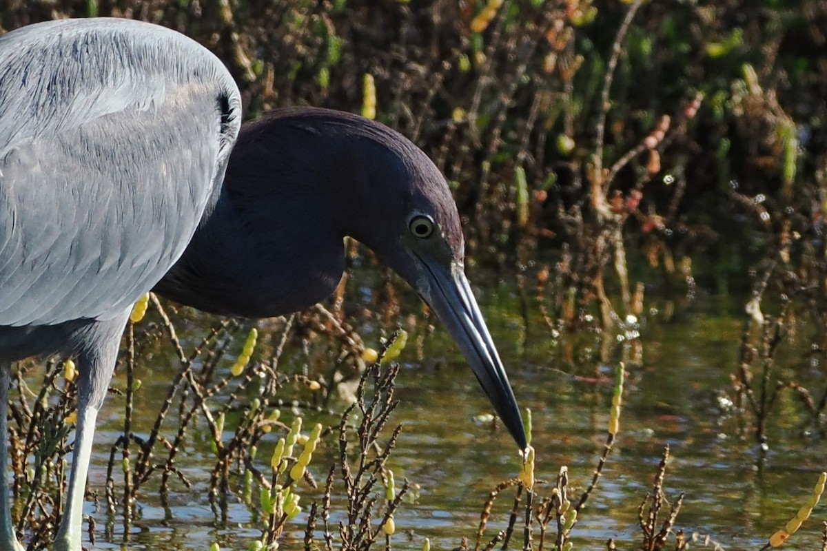 eBird Checklist - 10 Dec 2023 - Bolsa Chica Ecological Reserve - 57 species