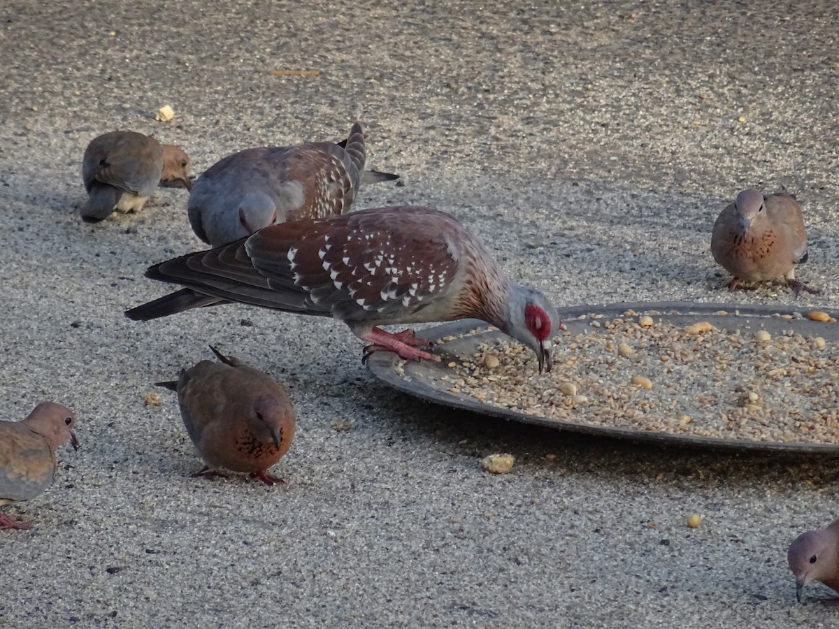 Ebird Checklist 6 Dec 2023 Corniche Ouest 21 Species