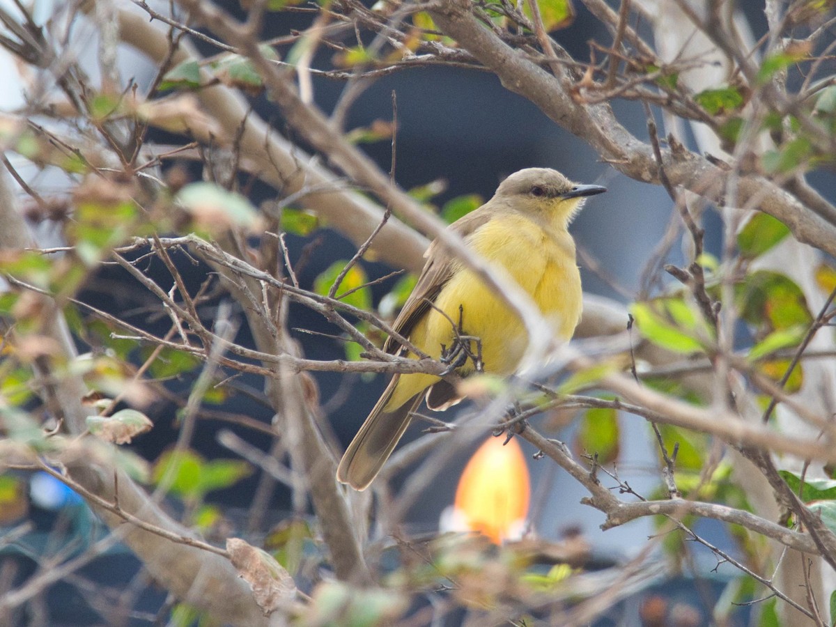 eBird Checklist - 3 Dec 2023 - North Chaparral at Schatzell area ...