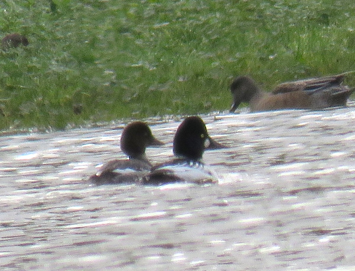 eBird Checklist - 11 Dec 2023 - 27199-27001 Stow Pit Road, Monroe ...