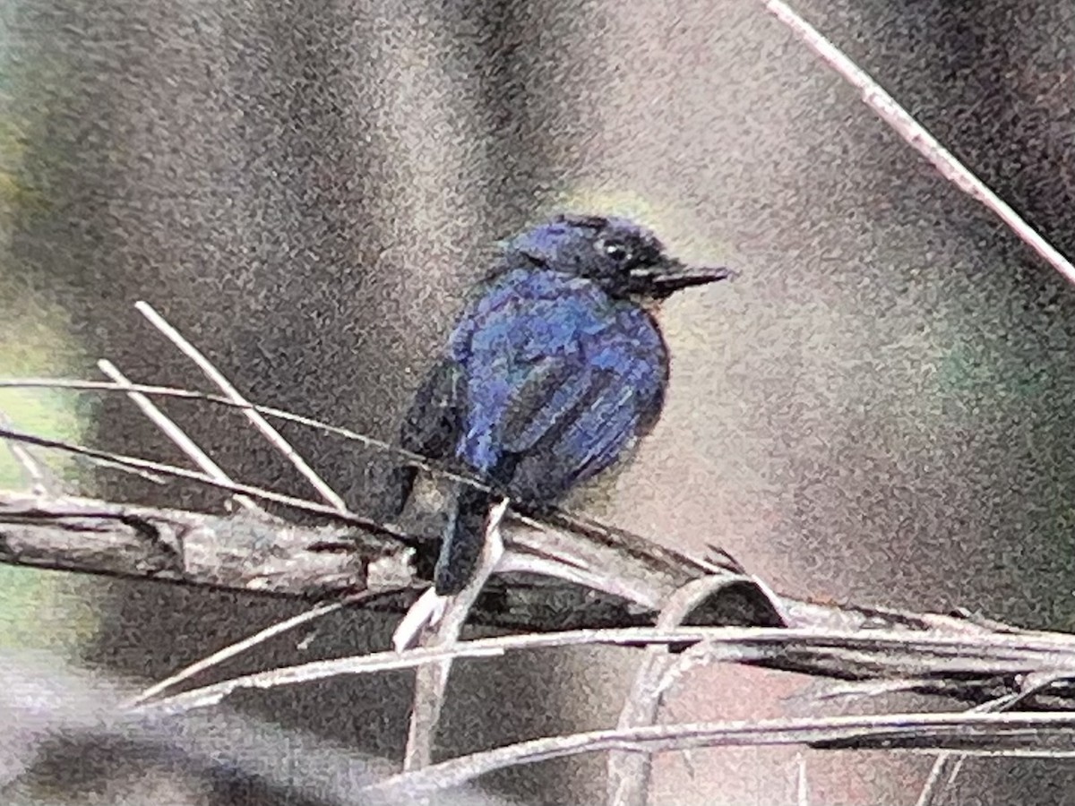 eBird Checklist - 12 Dec 2023 - Springleaf Nature Park - 5 species