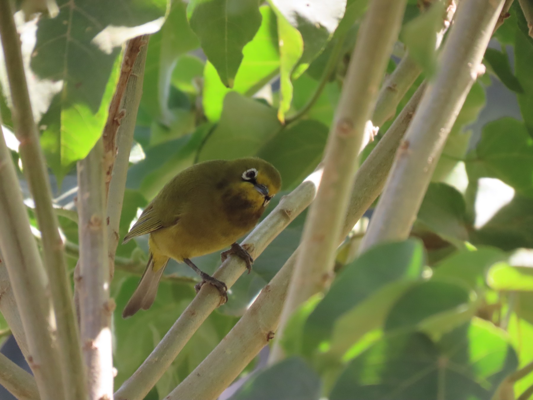 Heuglin's White-eye (Kaffa) - eBird