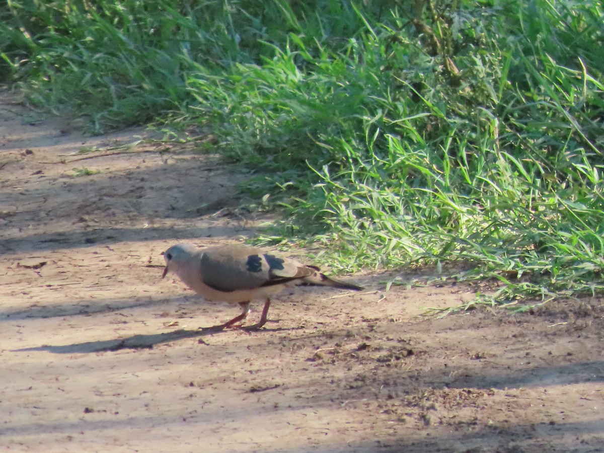 eBird Checklist - 20 Nov 2023 - 2 Jan 2020 12:32 5.93, 37.515 - 41 ...