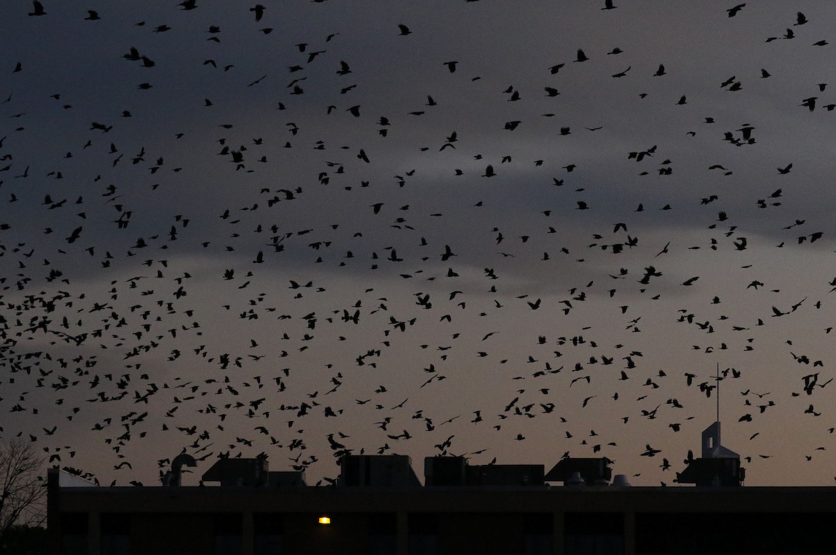 eBird Checklist - 9 Dec 2023 - Center Dr. and Kempsville Rd. - 2 species