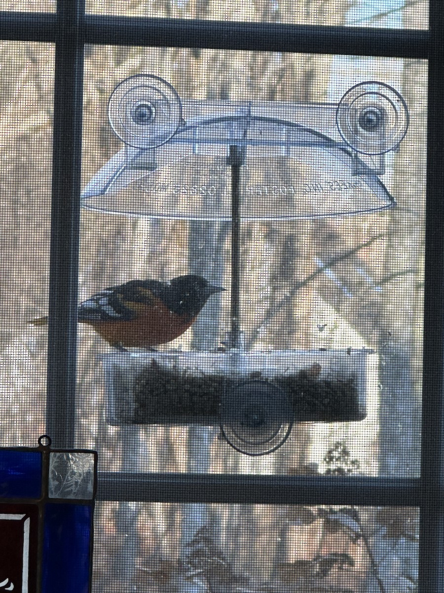 eBird Checklist - 12 Dec 2023 - Home - 1 species