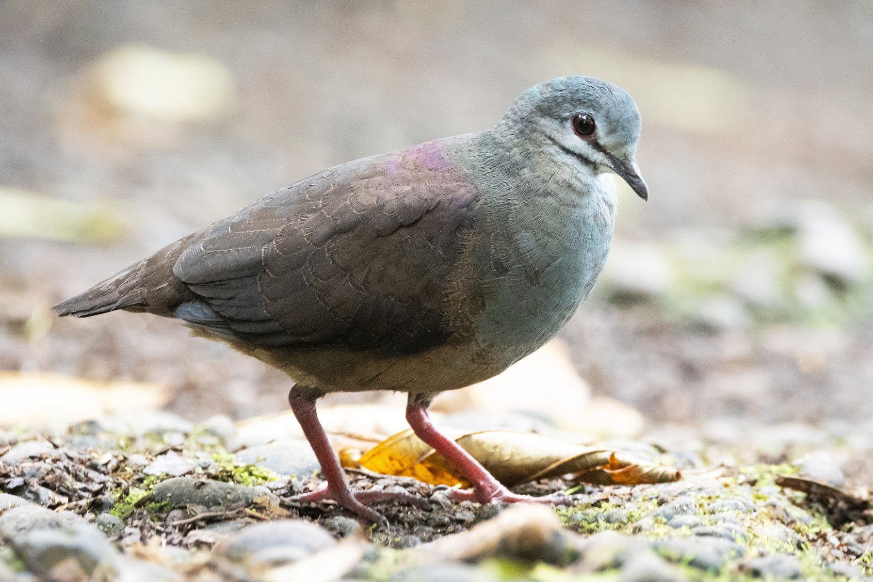 Purplish-backed Quail-Dove - eBird