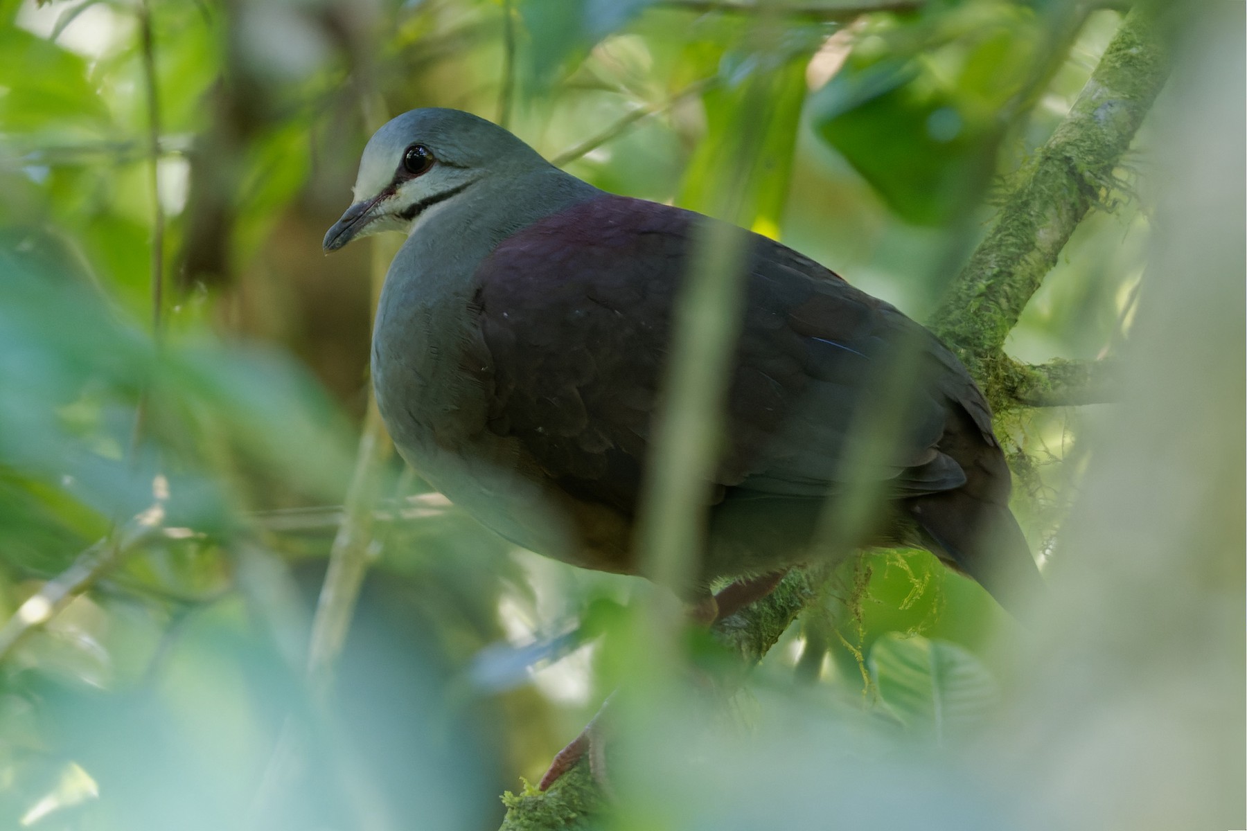 Purplish-backed Quail-Dove - eBird