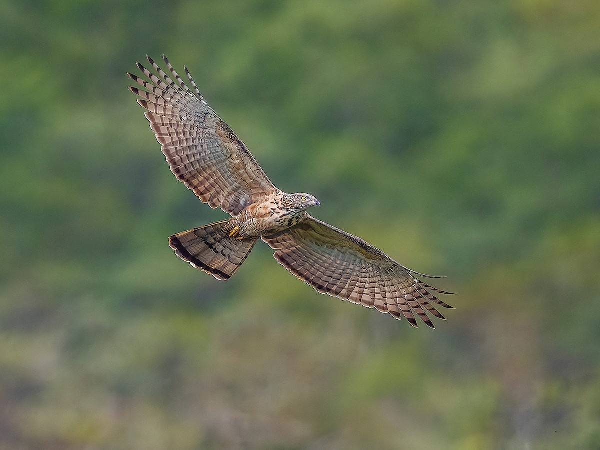 Philippine Honey-buzzard - Pernis steerei - Birds of the World