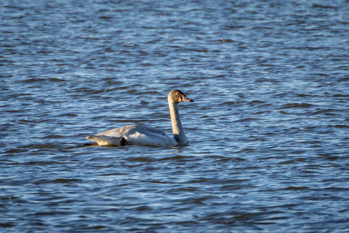 eBird Checklist - 12 Dec 2023 - FermiLab (DuPage Co.) - 22 species