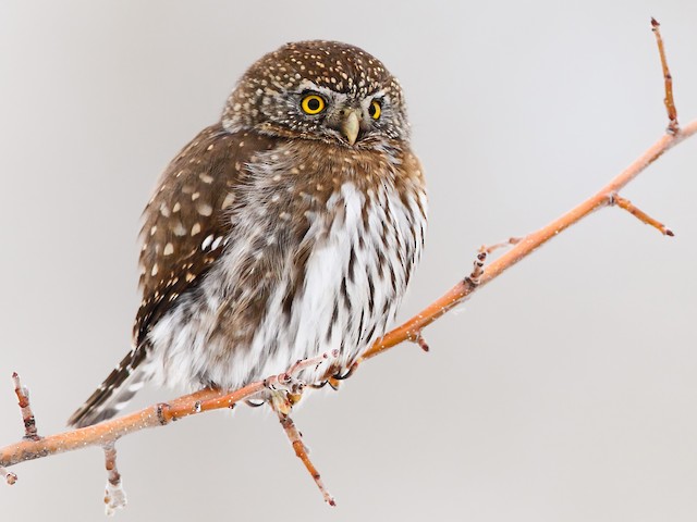 Northern Pygmy Owl Flying