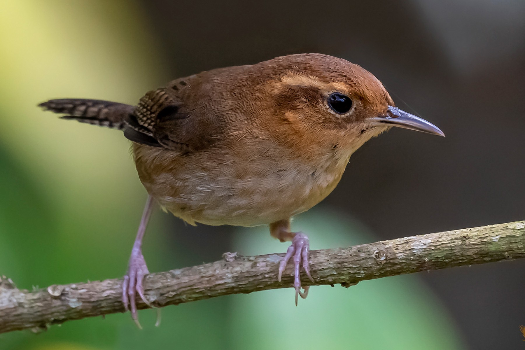 Ochraceous Wren - eBird