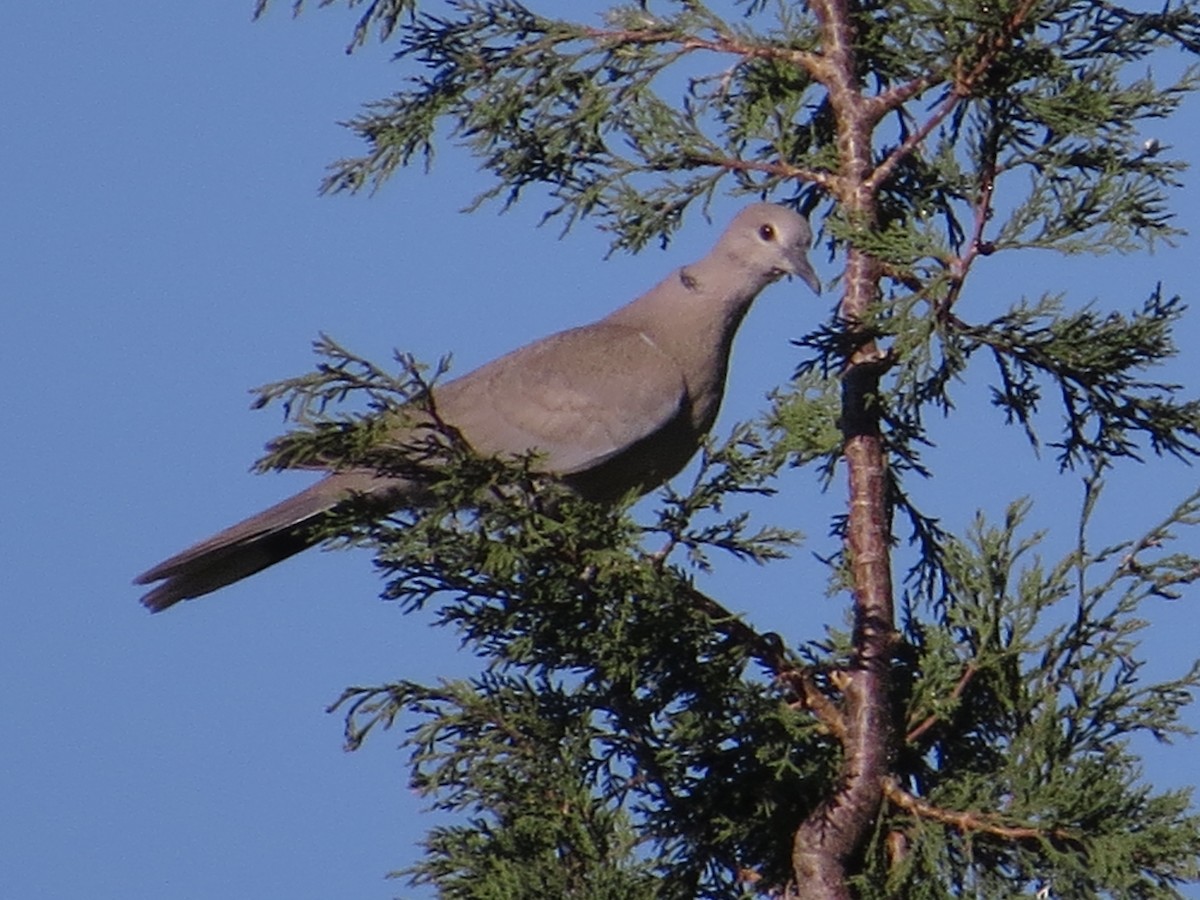 eBird Checklist - 28 Jul 2014 - Delphi (Δελφοί) - 4 species