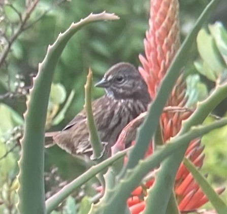 eBird Checklist - 12 Dec 2023 - Corona Heights Park - 17 species