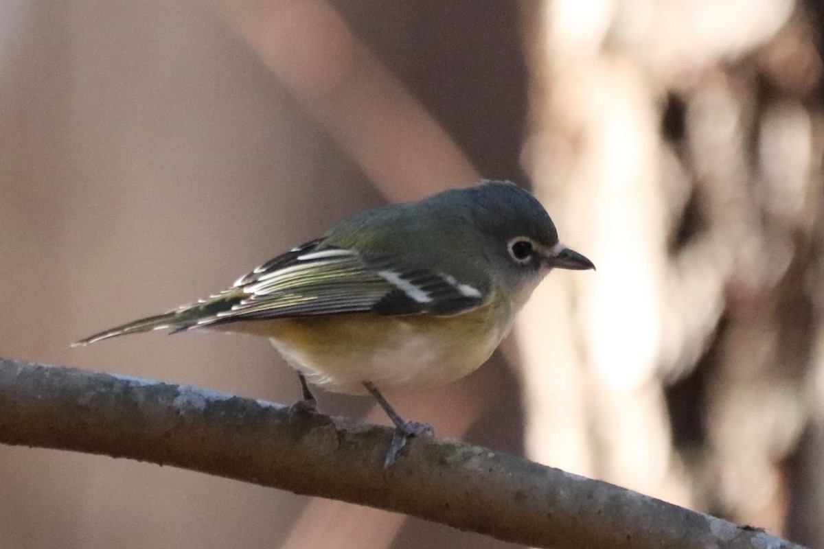 eBird Checklist - 12 Dec 2023 - Stumpy Lake Natural Area - 32 species