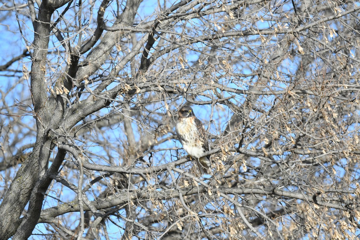 eBird Checklist - 12 Dec 2023 - Silver Lake - 1 species
