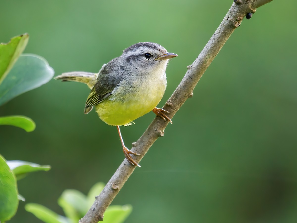 Three-banded Warbler - Basileuterus trifasciatus - Birds of the World