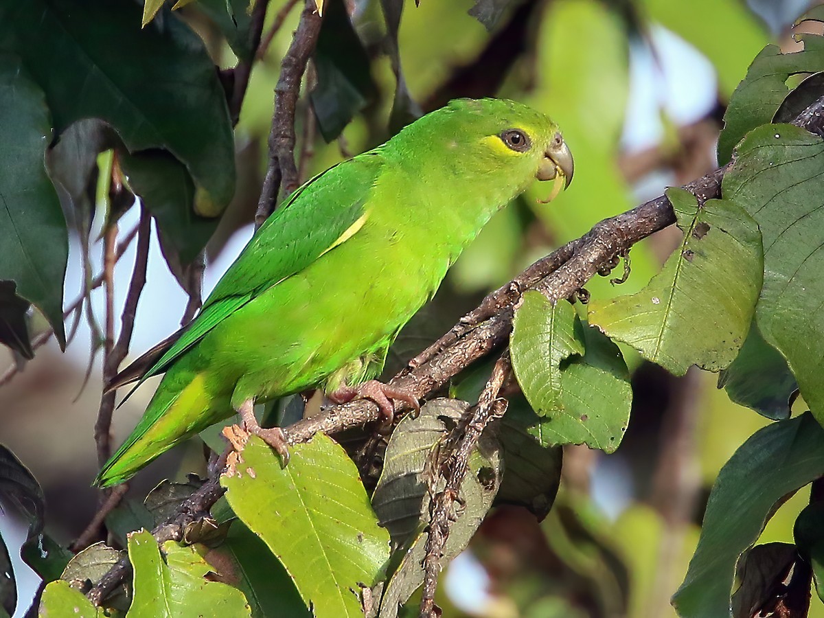 Tepui Parrotlet - Nannopsittaca panychlora - Birds of the World