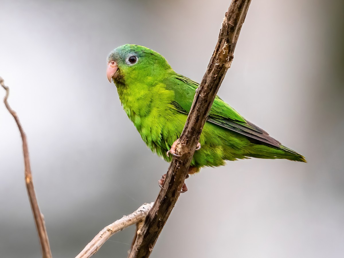 Amazonian Parrotlet - Nannopsittaca dachilleae - Birds of the World