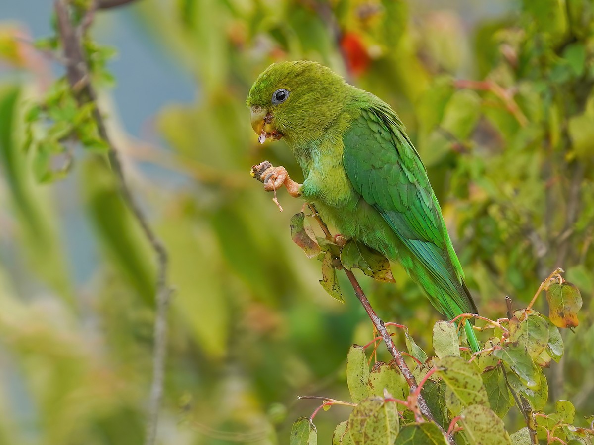 Andean Parakeet - Bolborhynchus orbygnesius - Birds of the World