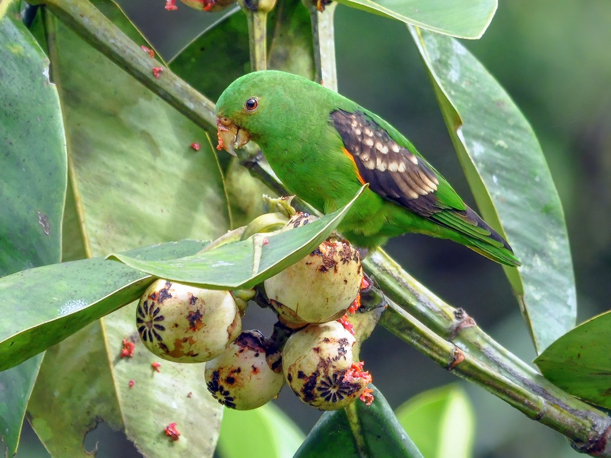 Spot-winged Parrotlet - Touit stictopterus - Birds of the World