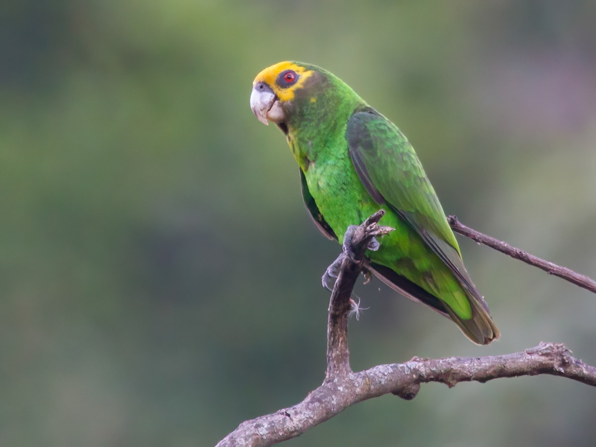 Yellow-fronted Parrot - Poicephalus flavifrons - Birds of the World