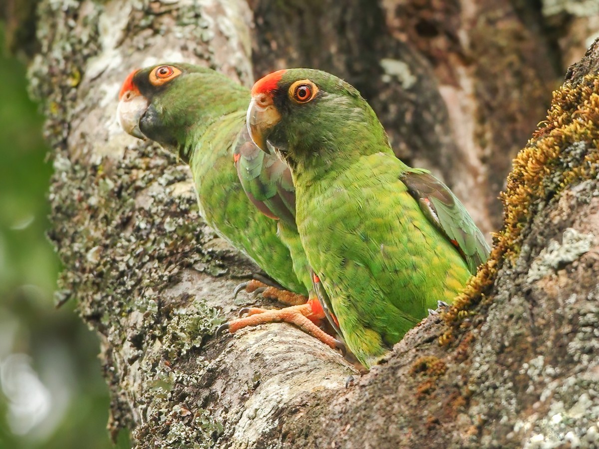 Red-fronted Parrot - Poicephalus gulielmi - Birds of the World