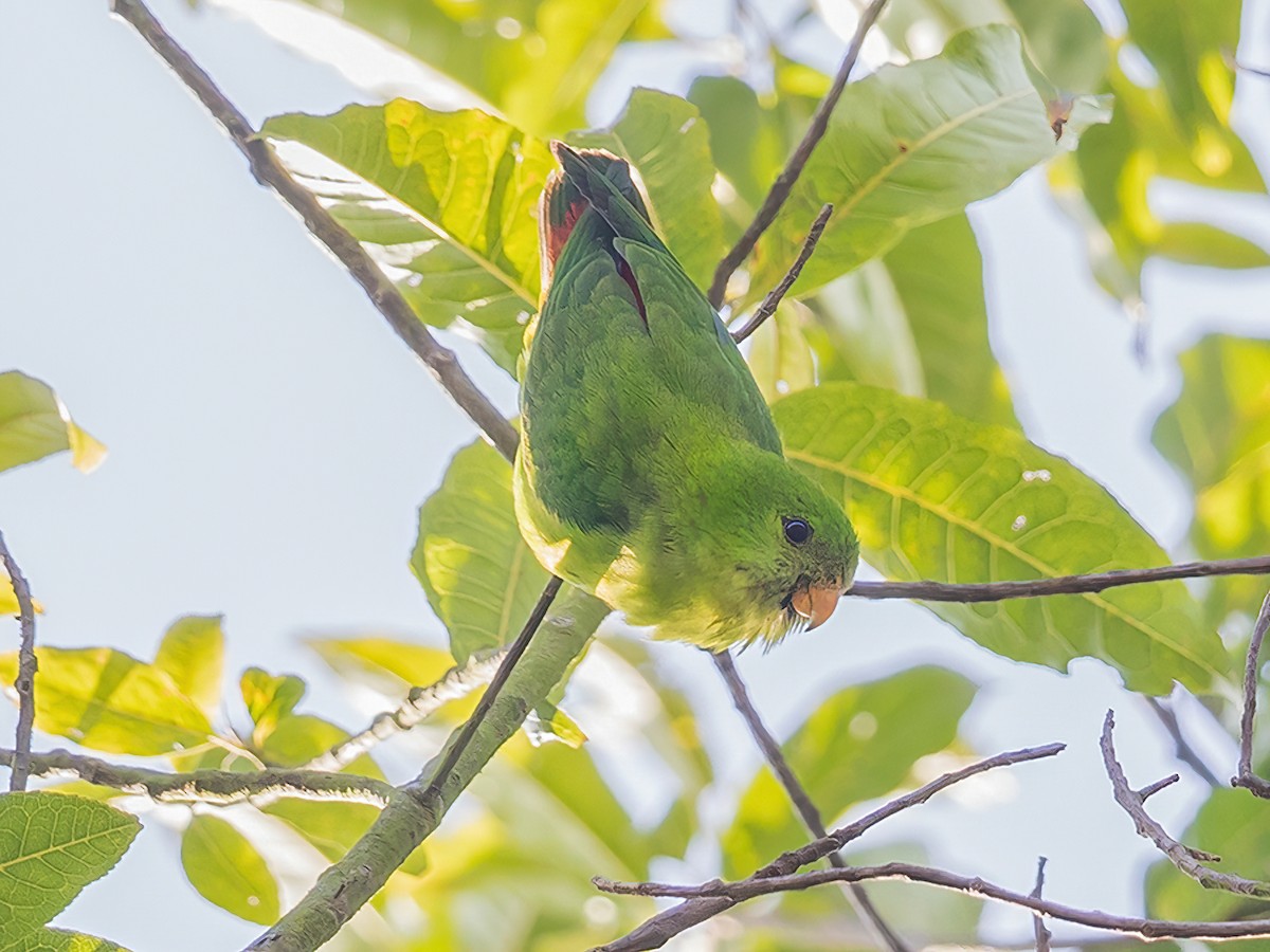 Yellow-throated Hanging-Parrot - Loriculus pusillus - Birds of the World