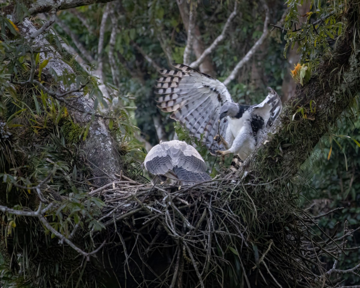 eBird Checklist - 8 Dec 2023 - Harpy Eagle Reserve - 30 species