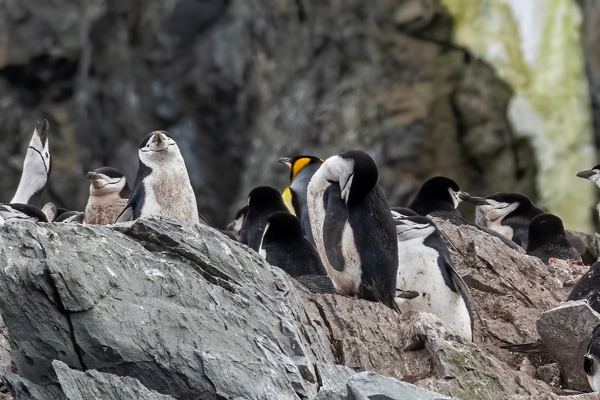 eBird Checklist - 23 Nov 2023 - Elephant Island--Point Wild - 9 species