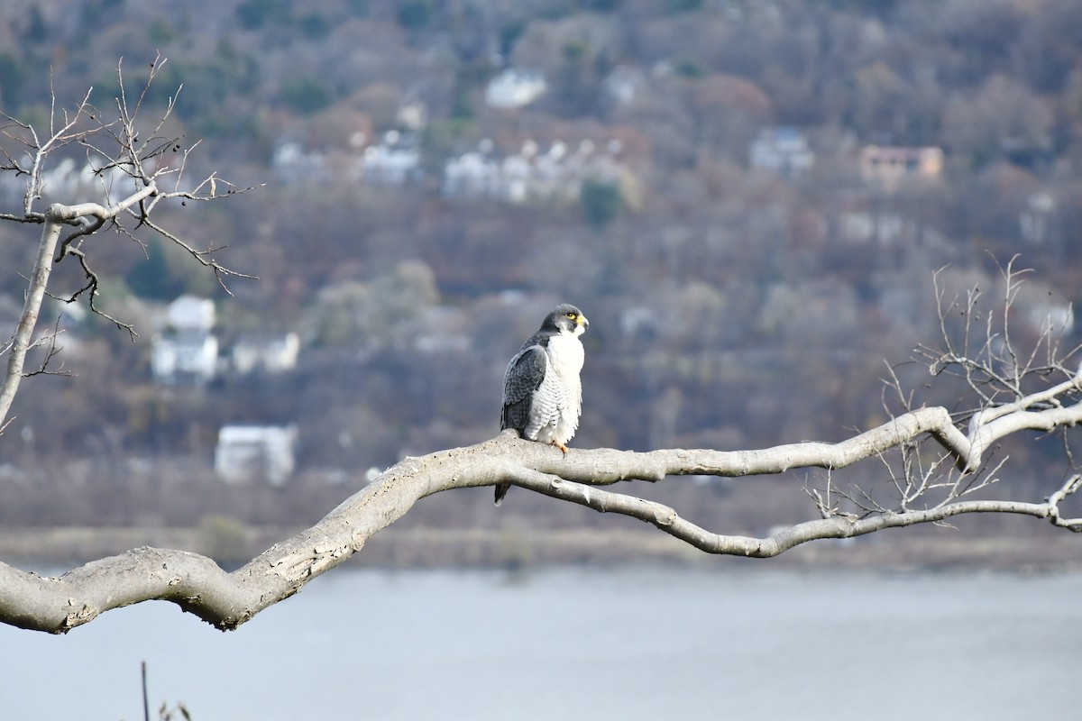 eBird Checklist - 7 Dec 2023 - Palisades Park IBA--State Line Lookout ...