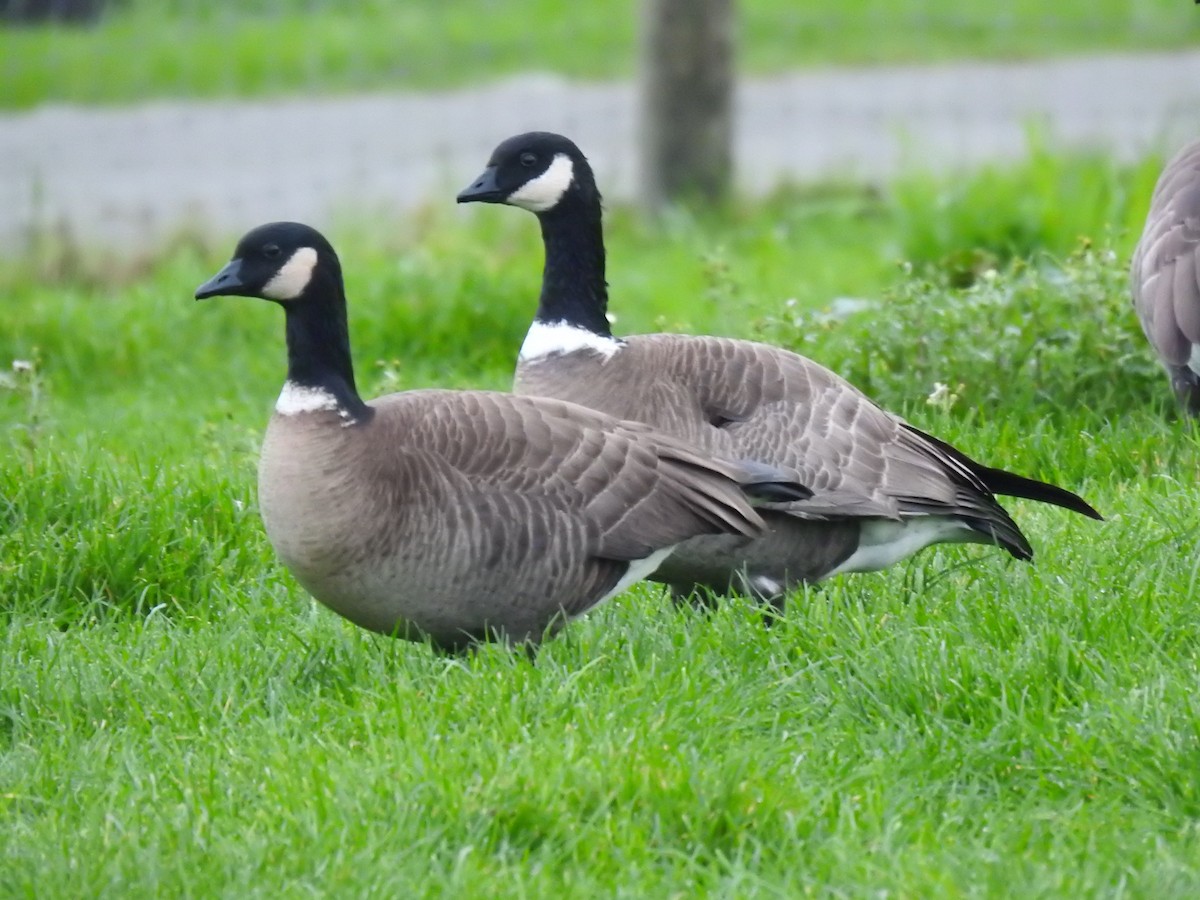 eBird Checklist - 12 Dec 2023 - Alexandre Dairy - 30 species