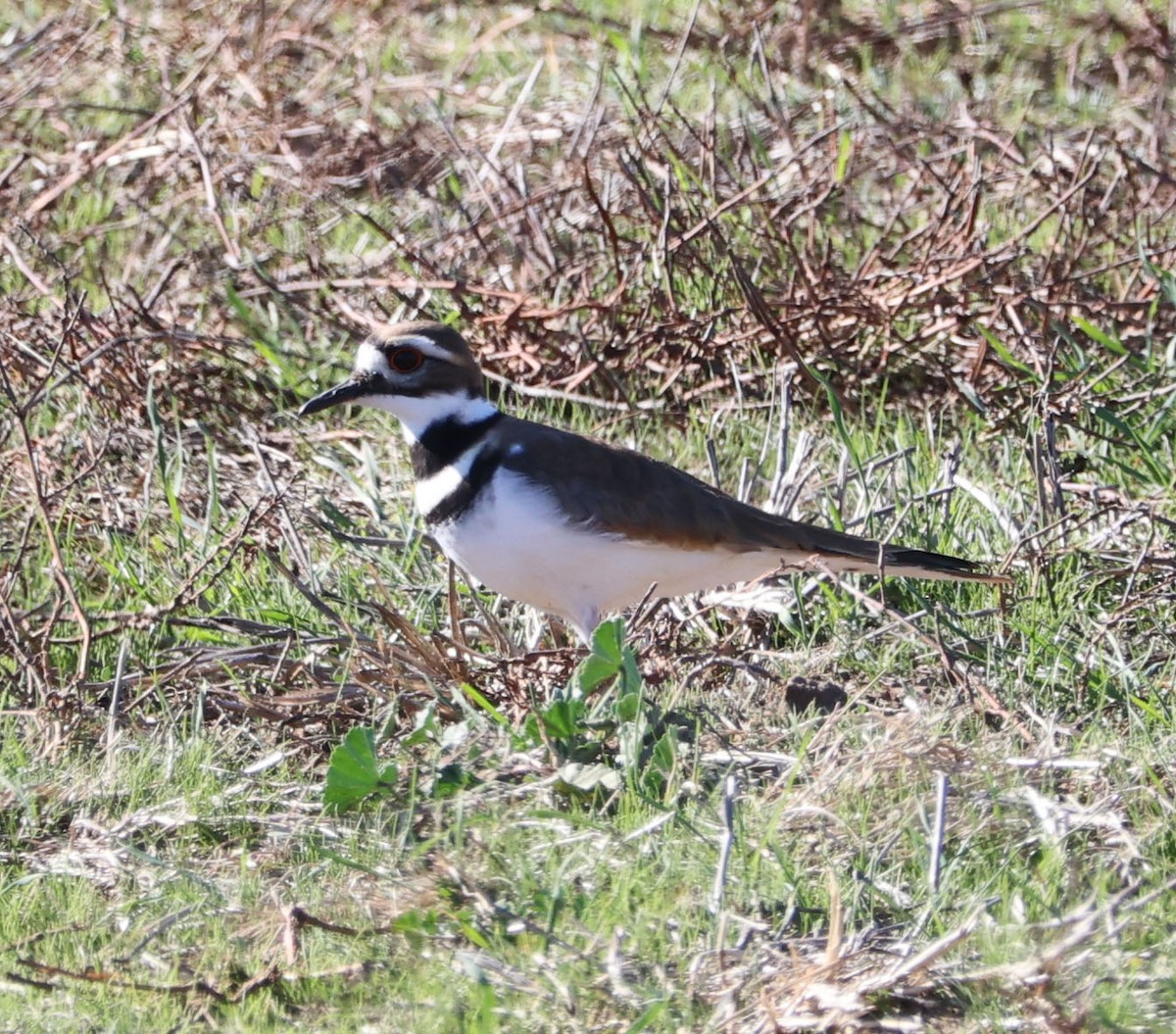 eBird Checklist - 12 Dec 2023 - Rangeland Rd. - 19 species