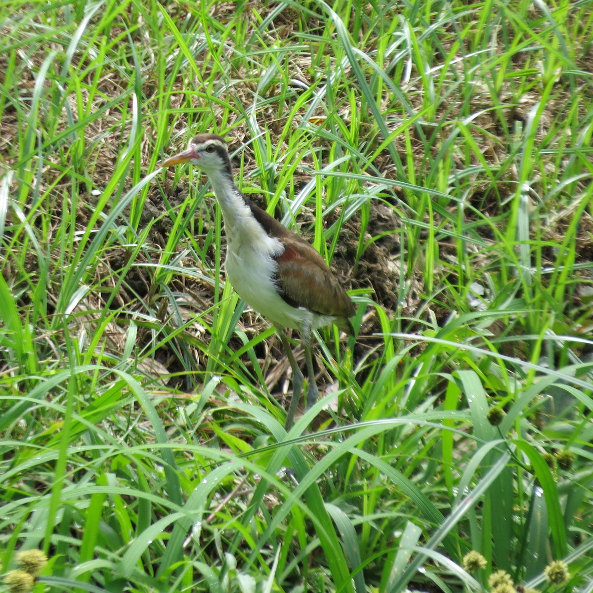 eBird Checklist - 29 Nov 2023 - Peperpot Nature Park - 54 species