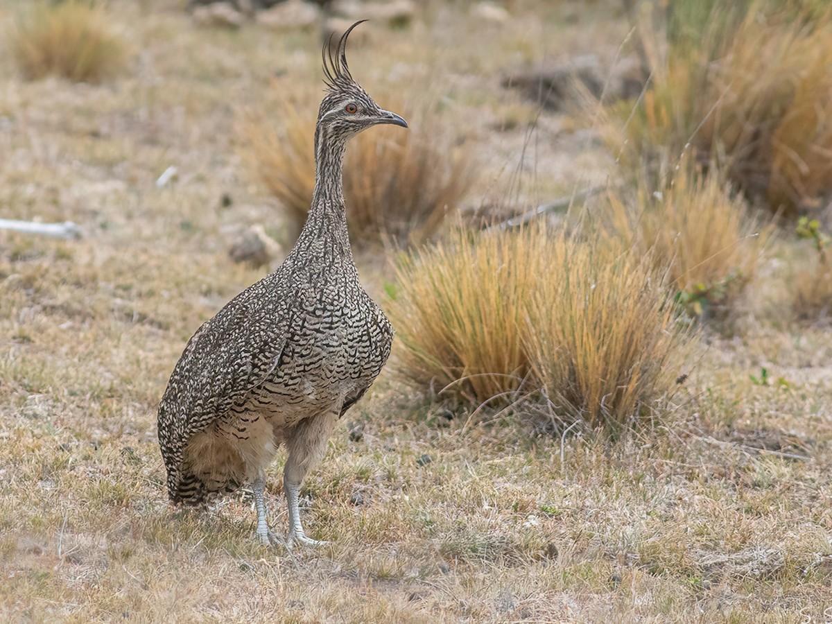 Elegant Crested-Tinamou - Eudromia elegans - Birds of the World