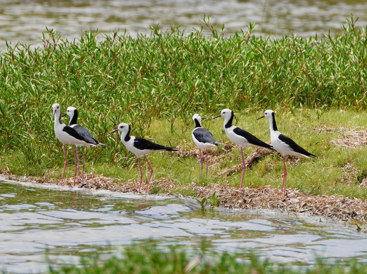 eBird Checklist - 13 Dec 2023 - Toorbul High Tide Roost - 25 species