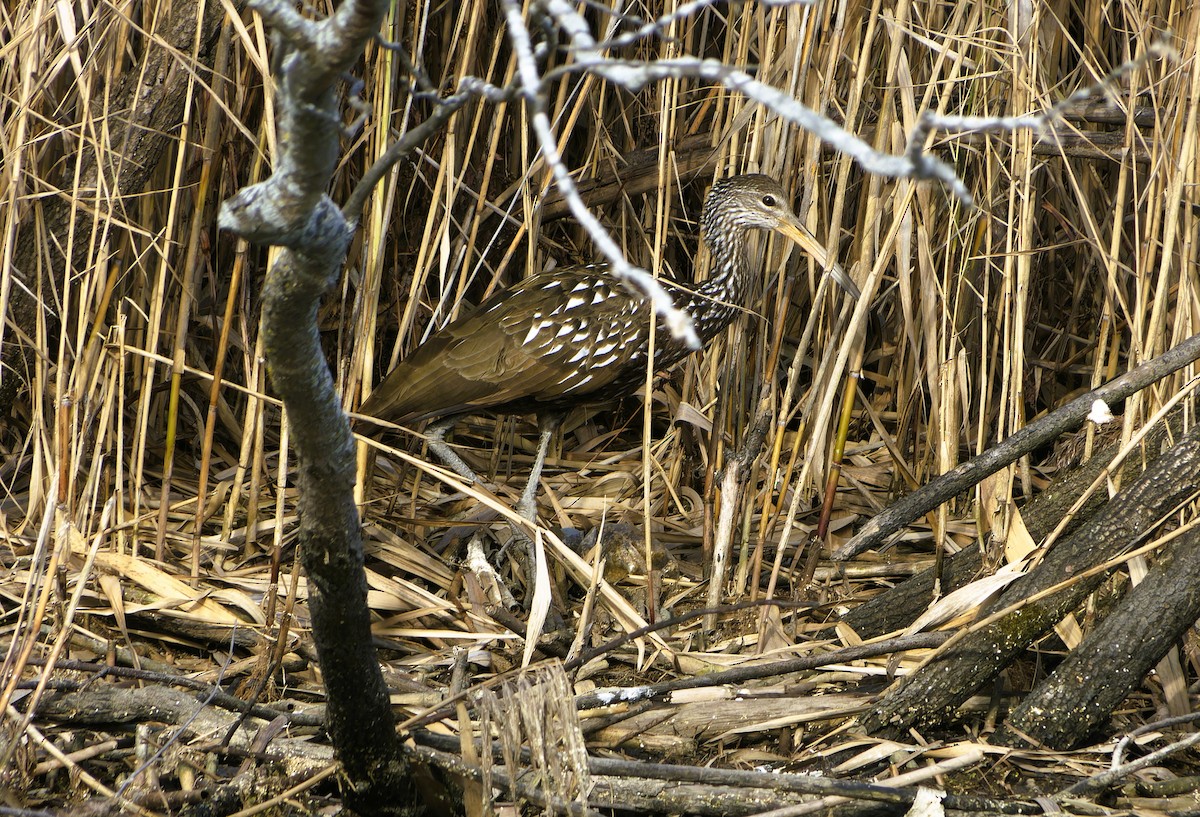 eBird Checklist - 7 Dec 2023 - Quanicassee, Michigan - 1 species