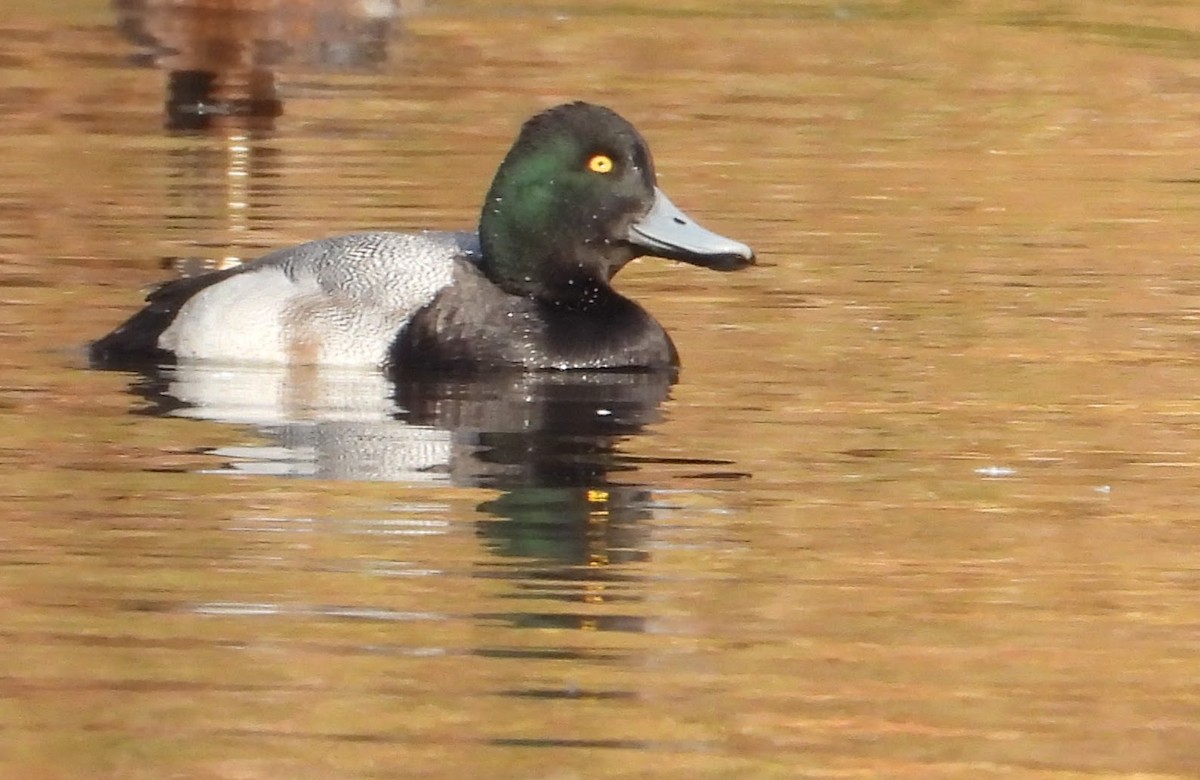 eBird Checklist - 13 Dec 2023 - Greenbelt Lake - Buddy Attick Lake Park ...