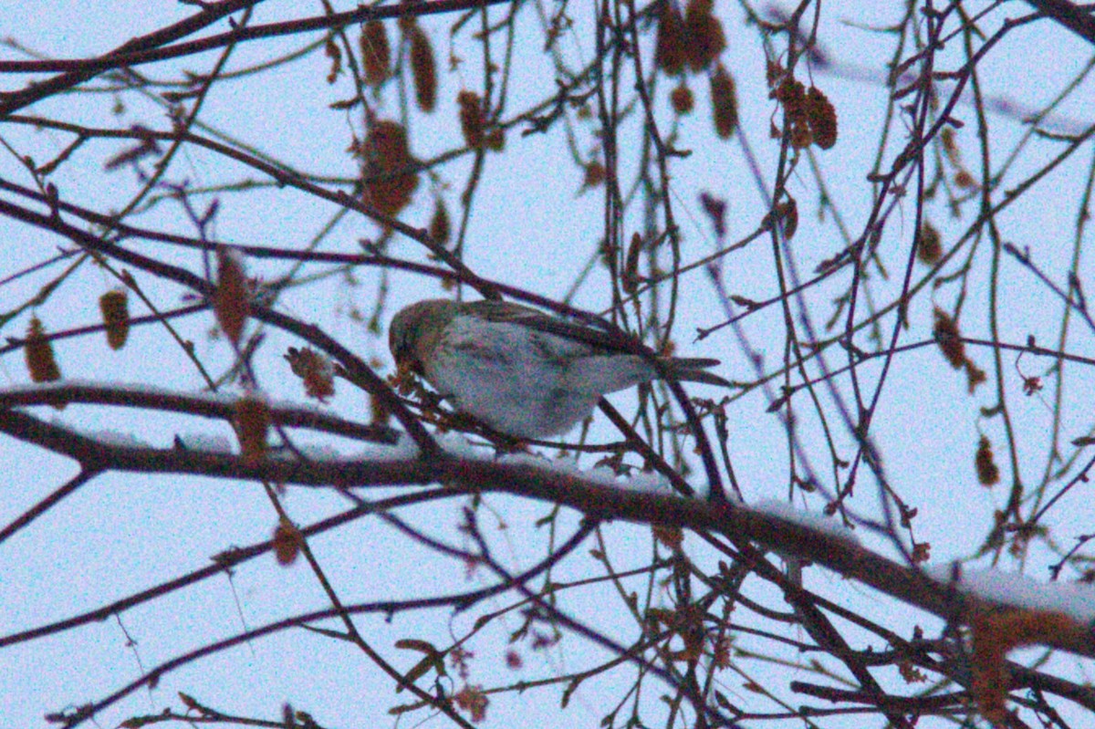 eBird Checklist - 12 Dec 2023 - UAF Georgeson Botanical Garden - 5 species