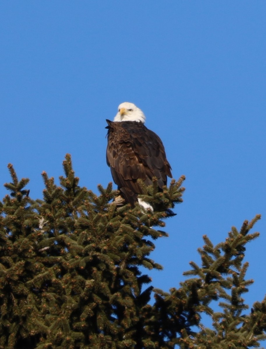 eBird Checklist - 13 Dec 2023 - Neal Ave S--south of 70th St. - 2 species