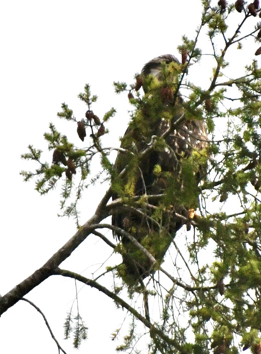 eBird Checklist - 13 Dec 2023 - River Rd DNR Clear Cut - 7 species eBird Checklist - 13 Dec 2023 - River Rd DNR Clear Cut - 7 species