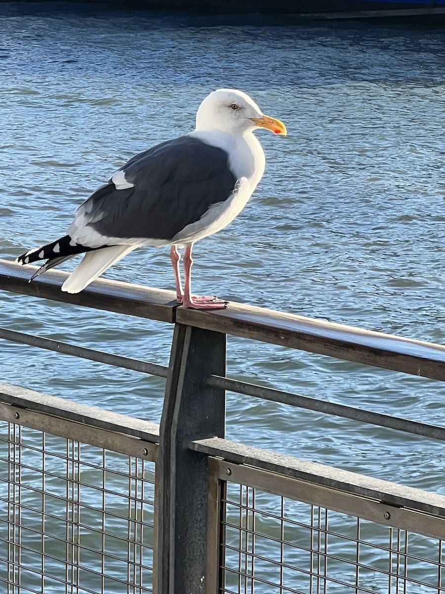 eBird Checklist - 13 Dec 2023 - San Francisco Ferry Building - 6 species