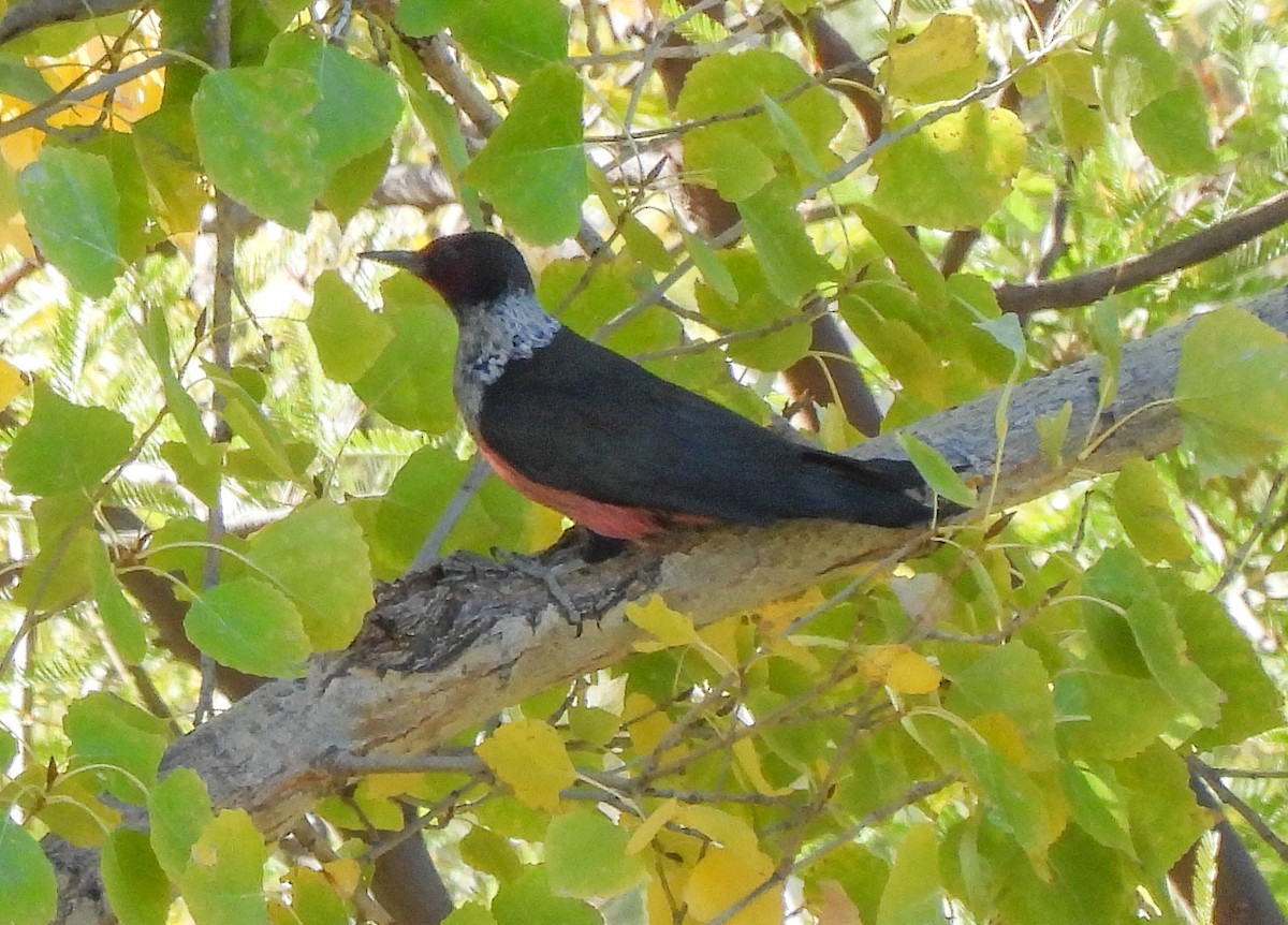 eBird Checklist - 13 Dec 2023 - Tanque Verde Wash--Wentworth Rd. - 23 ...